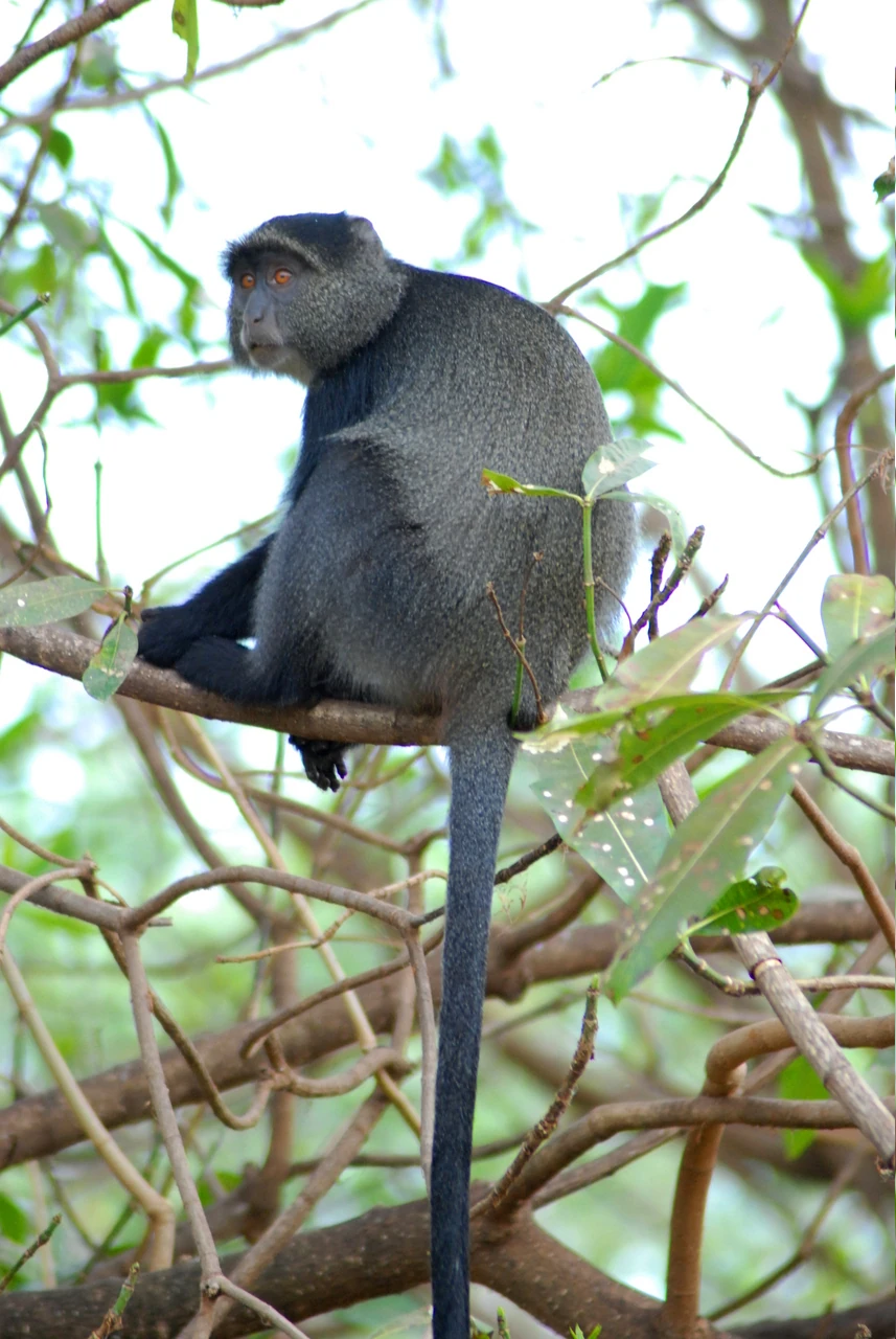 Blue Monkey | Creatures of the World Wikia | Fandom