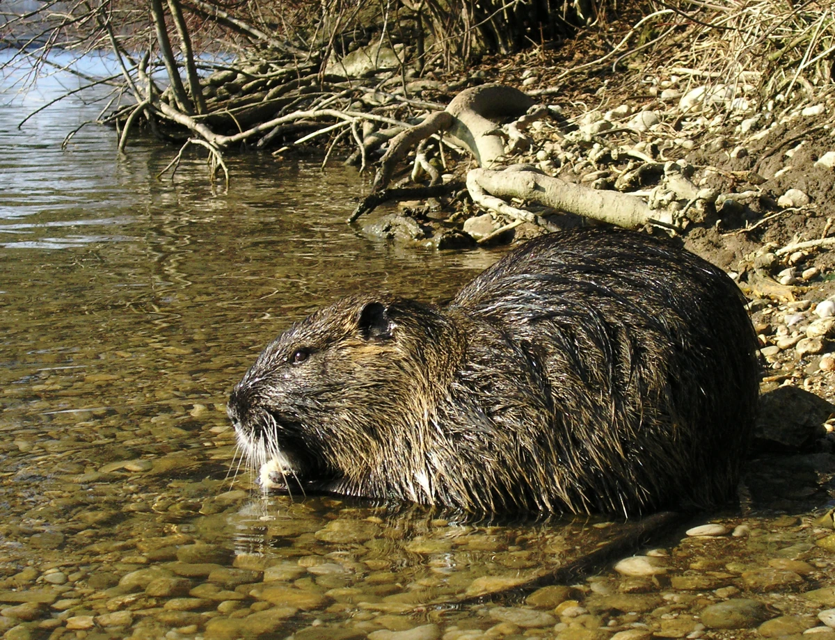 Coypu | Creatures of the World Wikia | Fandom
