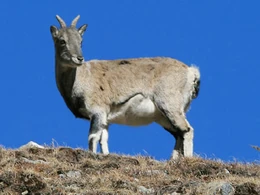 Blue Sheep | Creatures of the World Wikia | Fandom