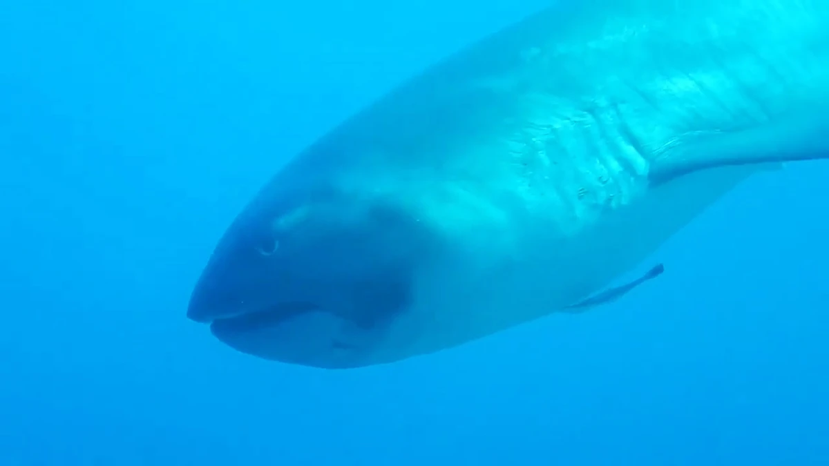 Megamouth Shark | Creatures of the World Wikia | Fandom