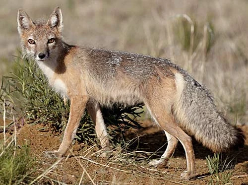 Swift Fox | Creatures of the World Wikia | Fandom