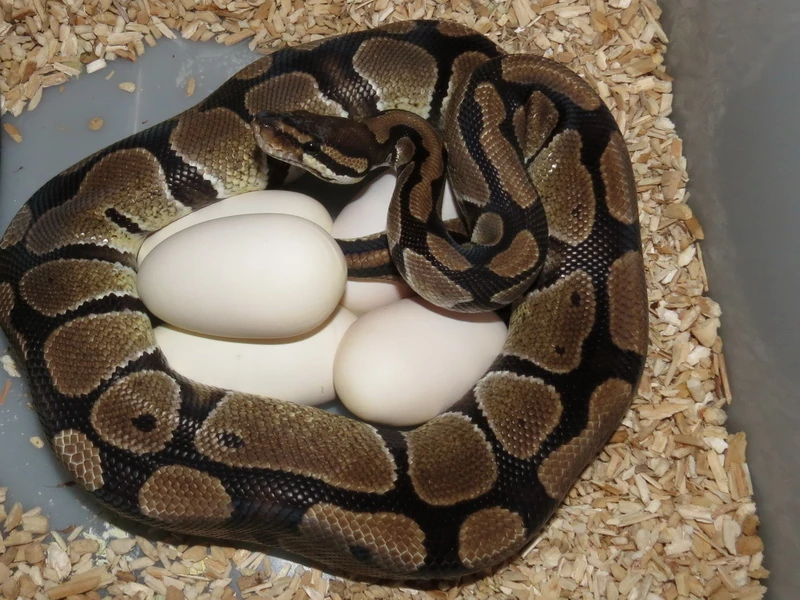 African Rock Python | Creatures of the World Wikia | Fandom