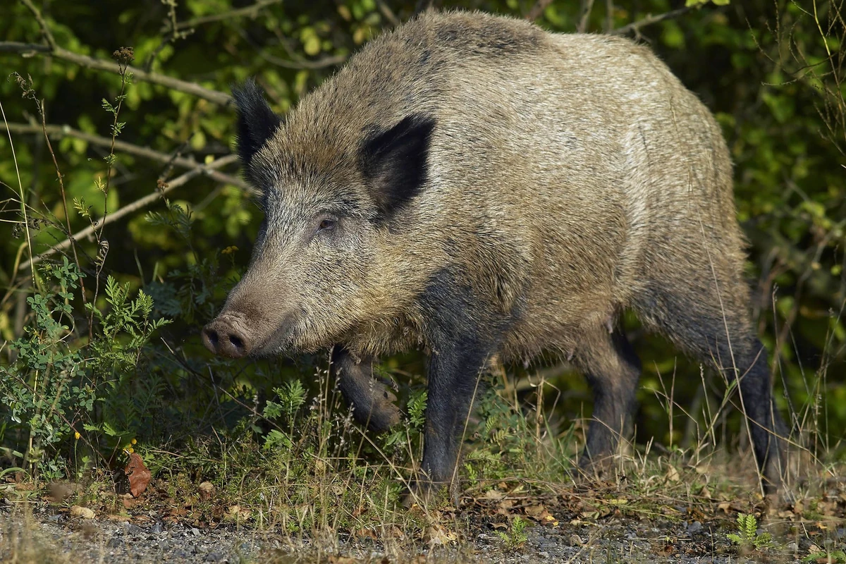 Feral Pig | Creatures of the World Wikia | Fandom