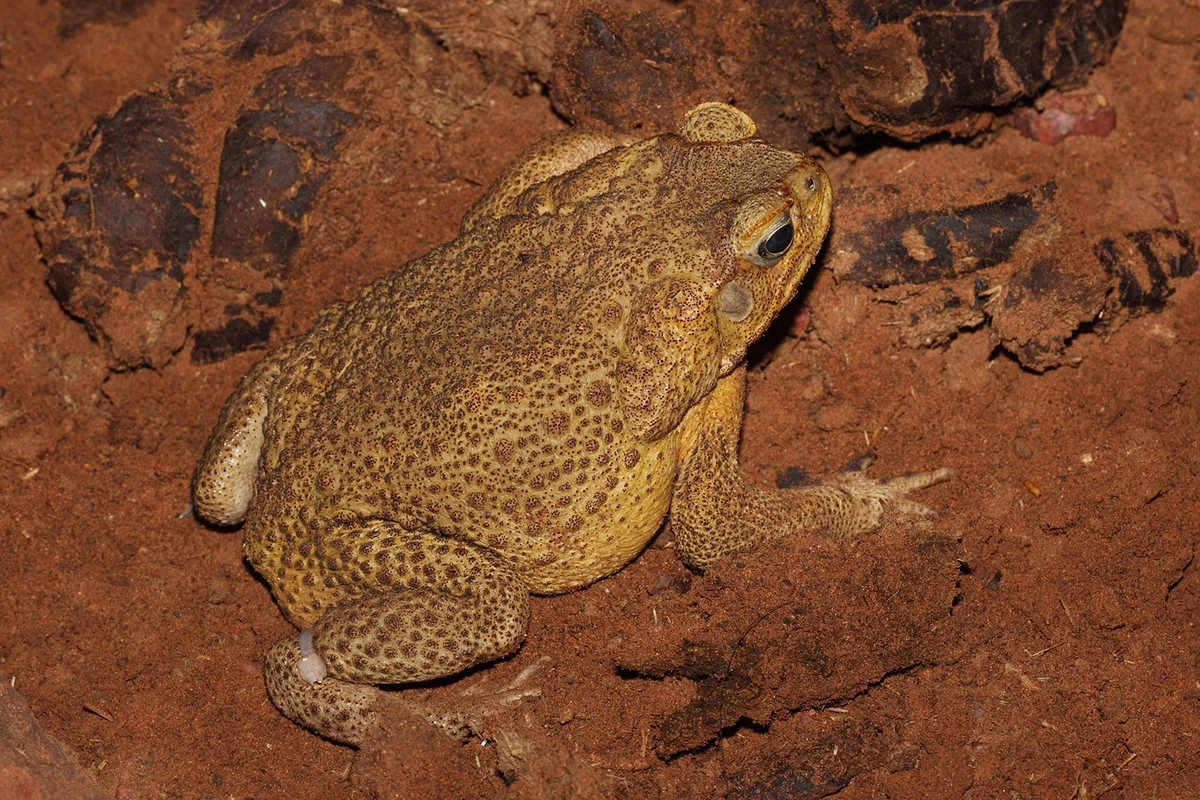 Cane Toad | Creatures of the World Wikia | Fandom
