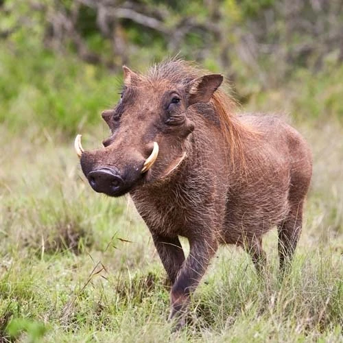 Warthog | Creatures of the World Wikia | Fandom