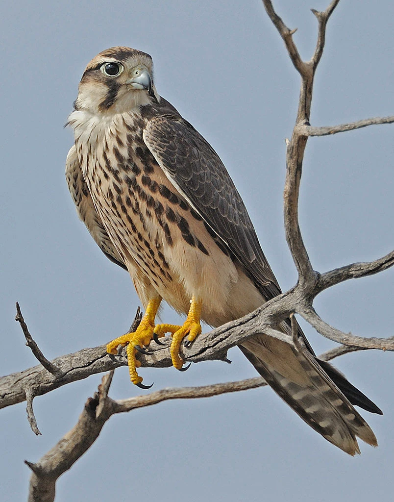 Lanner Falcon | Creatures of the World Wikia | Fandom