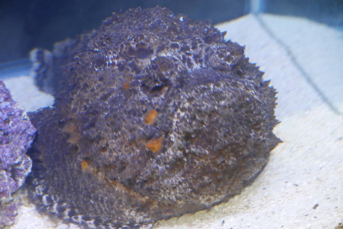 Stonefish | Creatures of the World Wikia | Fandom
