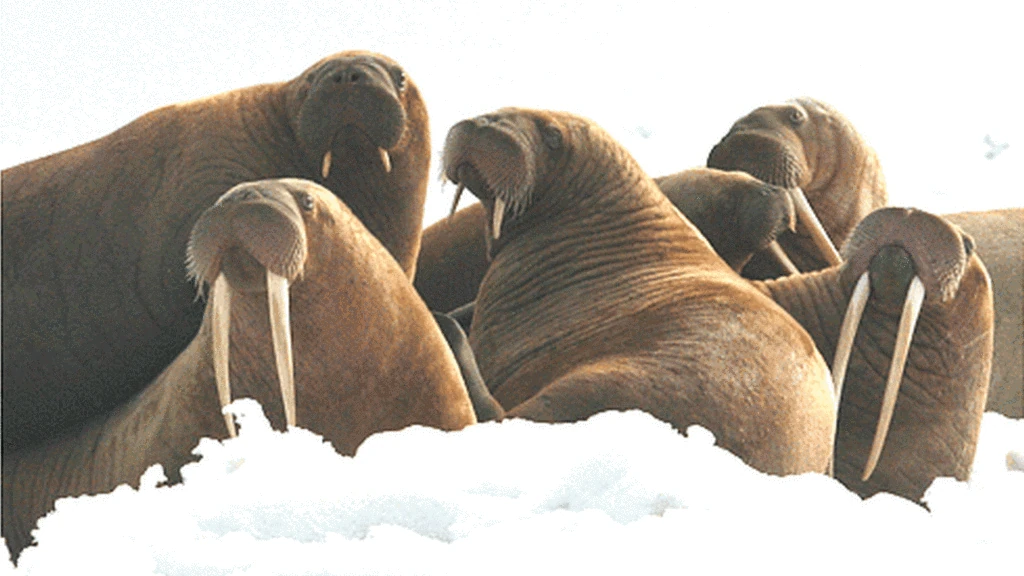 Walrus | Creatures of the World Wikia | Fandom