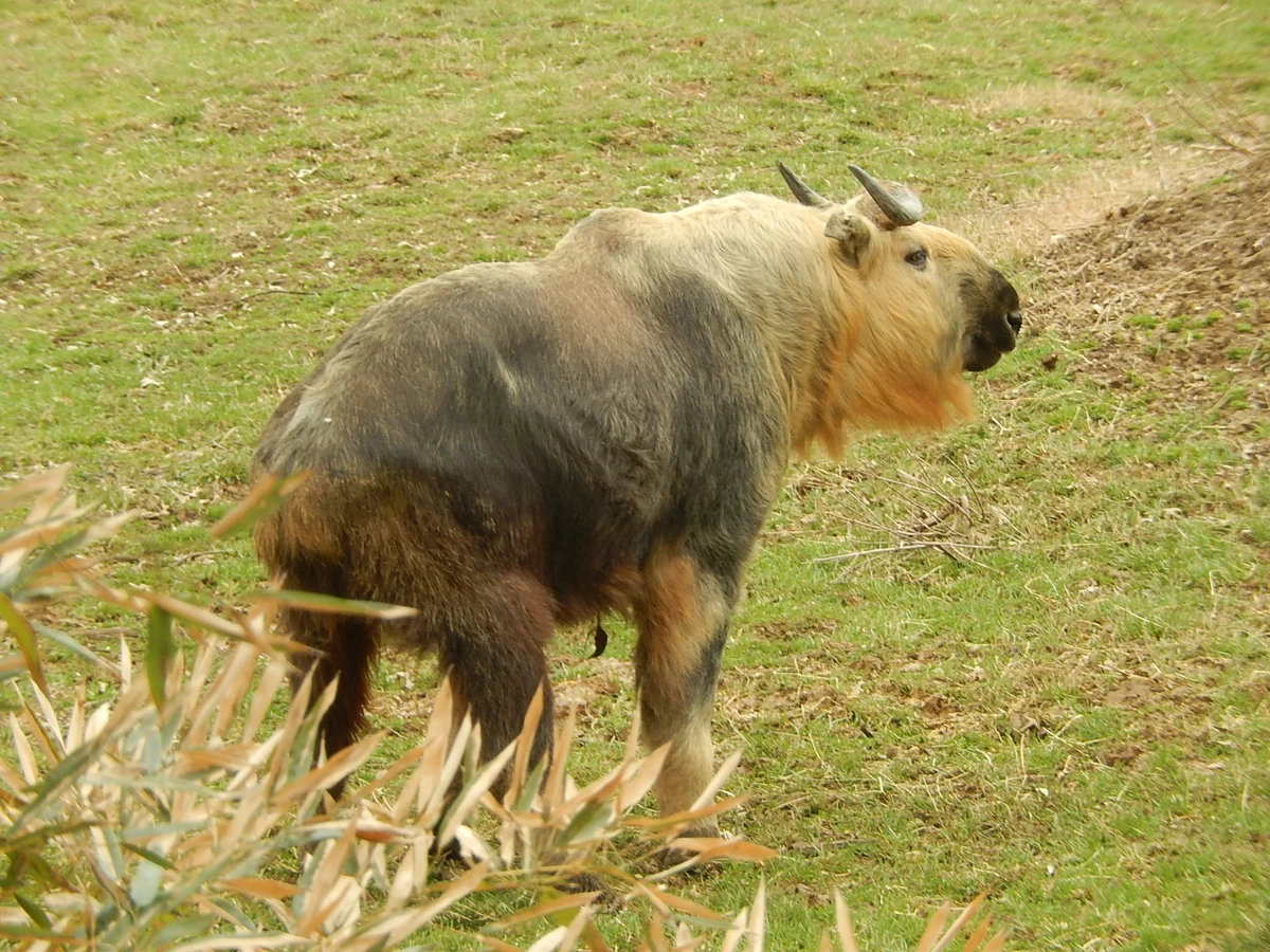 Takin | Creatures of the World Wikia | Fandom