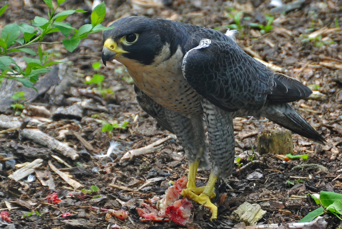 Peregrine Falcon | Creatures of the World Wikia | Fandom