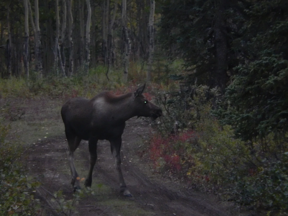 Moose | Creatures of the World Wikia | Fandom