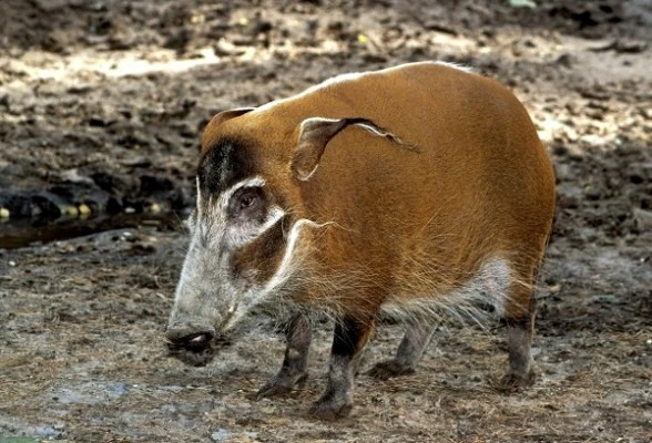 Red River Hog | Creatures of the World Wikia | Fandom