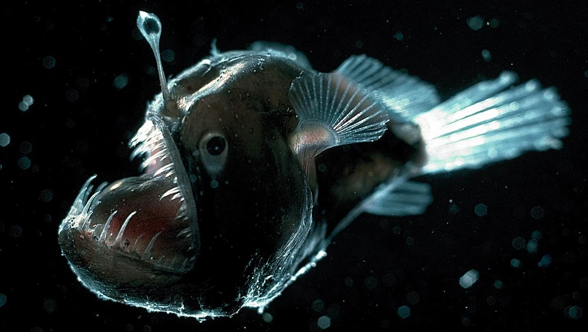 Female Angler Fish Balls