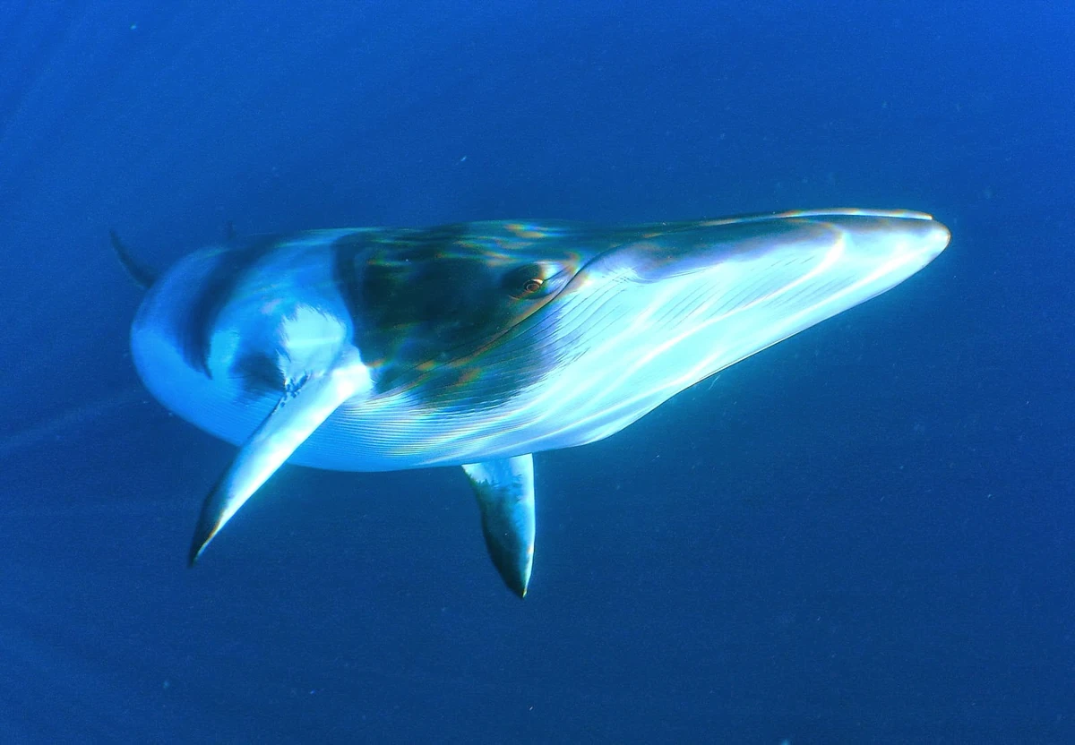 Fin Whale | Creatures of the World Wikia | Fandom