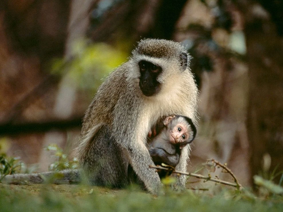 Vervet Monkey | Creatures of the World Wikia | Fandom