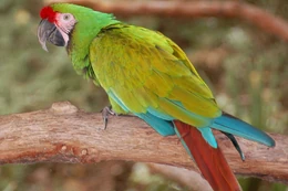 Calico Macaw Military Macaw | Creatures Of The World Wikia | Fandom