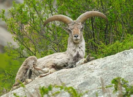 Blue Sheep | Creatures of the World Wikia | Fandom