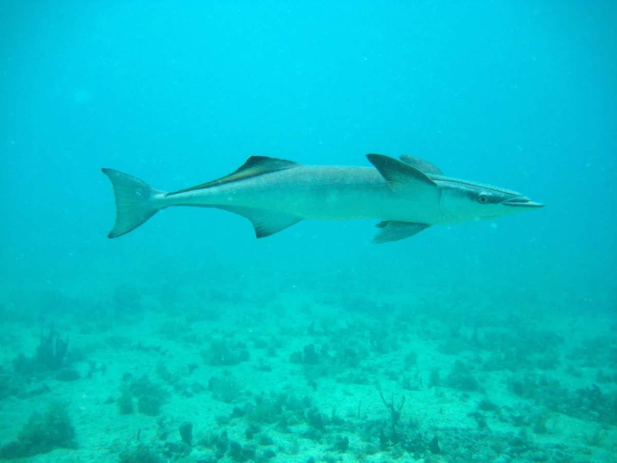 Remora | Creatures of the World Wikia | Fandom