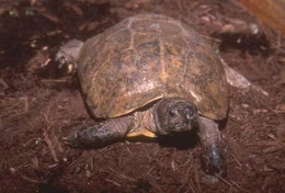 Arakan Forest Turtle | Creatures of the World Wikia | Fandom