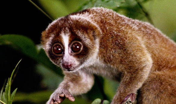 Slow Loris | Creatures of the World Wikia | Fandom