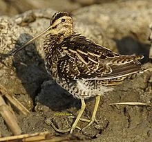 Common Snipe | Creatures of the World Wikia | Fandom