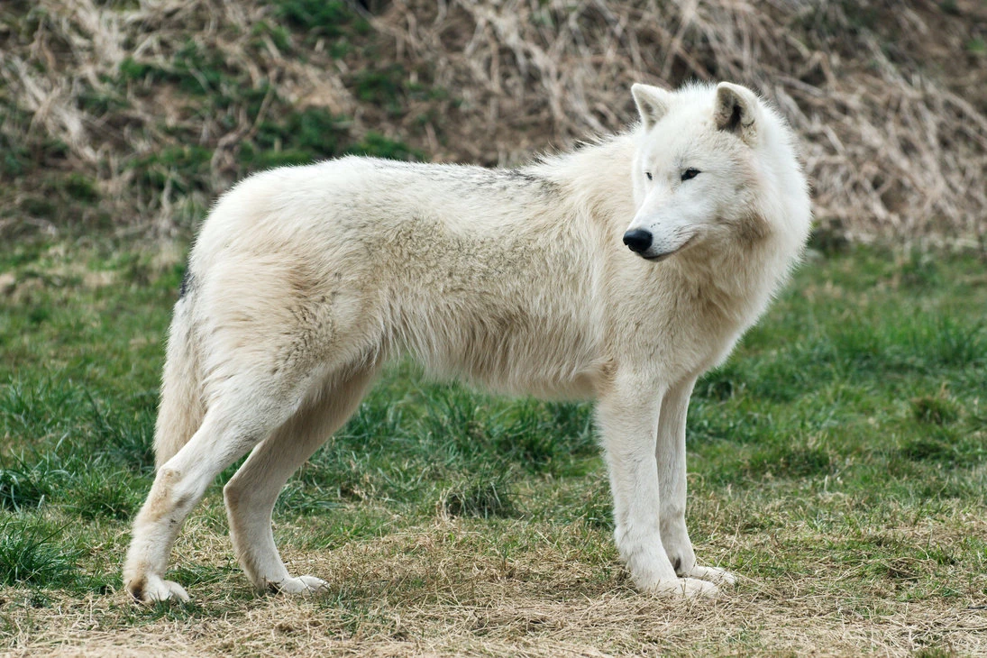 Arctic Wolf | Creatures of the World Wikia | Fandom