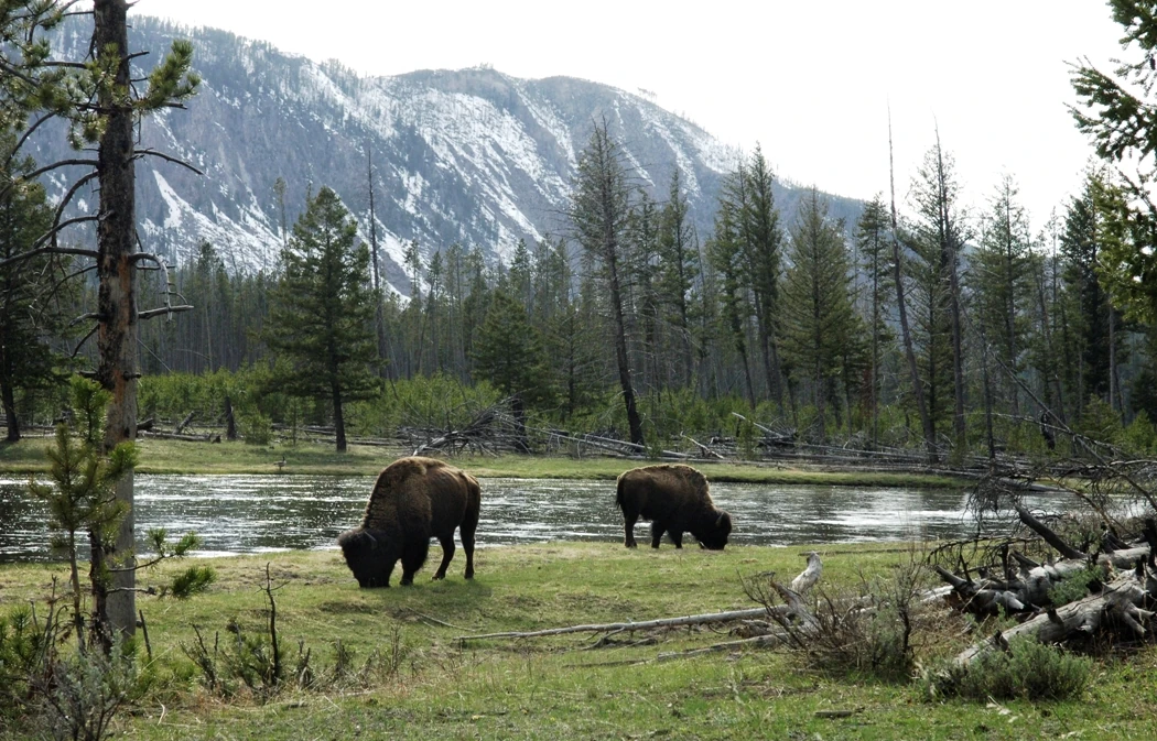 American Bison | Creatures of the World Wikia | Fandom