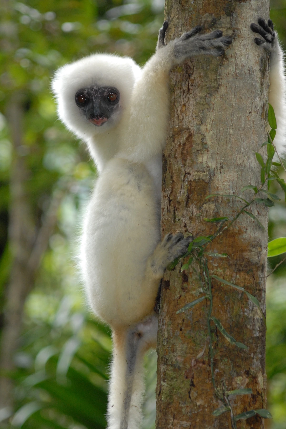 Silky Sifaka | Creatures of the World Wikia | Fandom