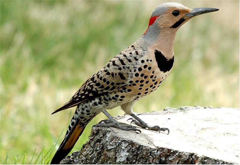 Northern Flicker | Creatures of the World Wikia | Fandom
