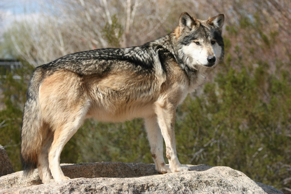 Mexican Wolf | Creatures of the World Wikia | Fandom