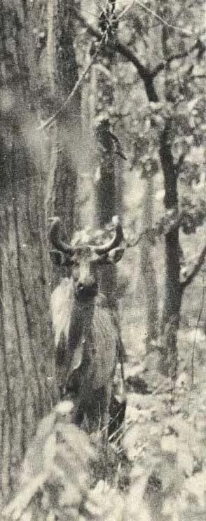 Kouprey | Creatures of the World Wikia | Fandom