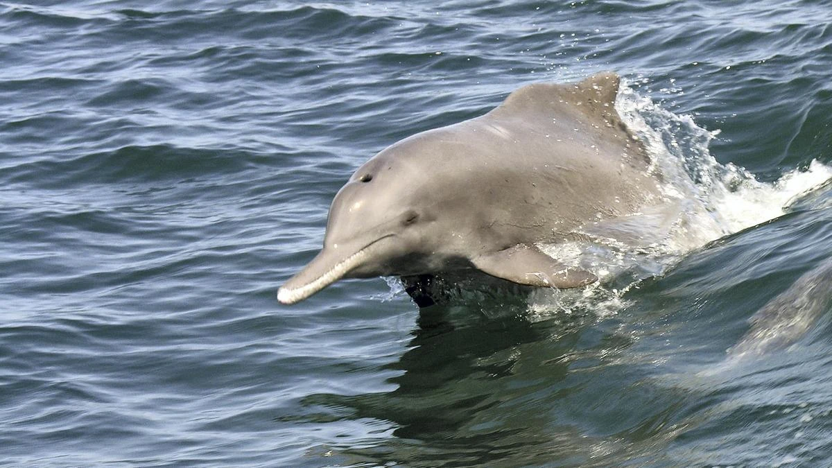 Indian Ocean Humpback Dolphin | Creatures of the World Wikia | Fandom
