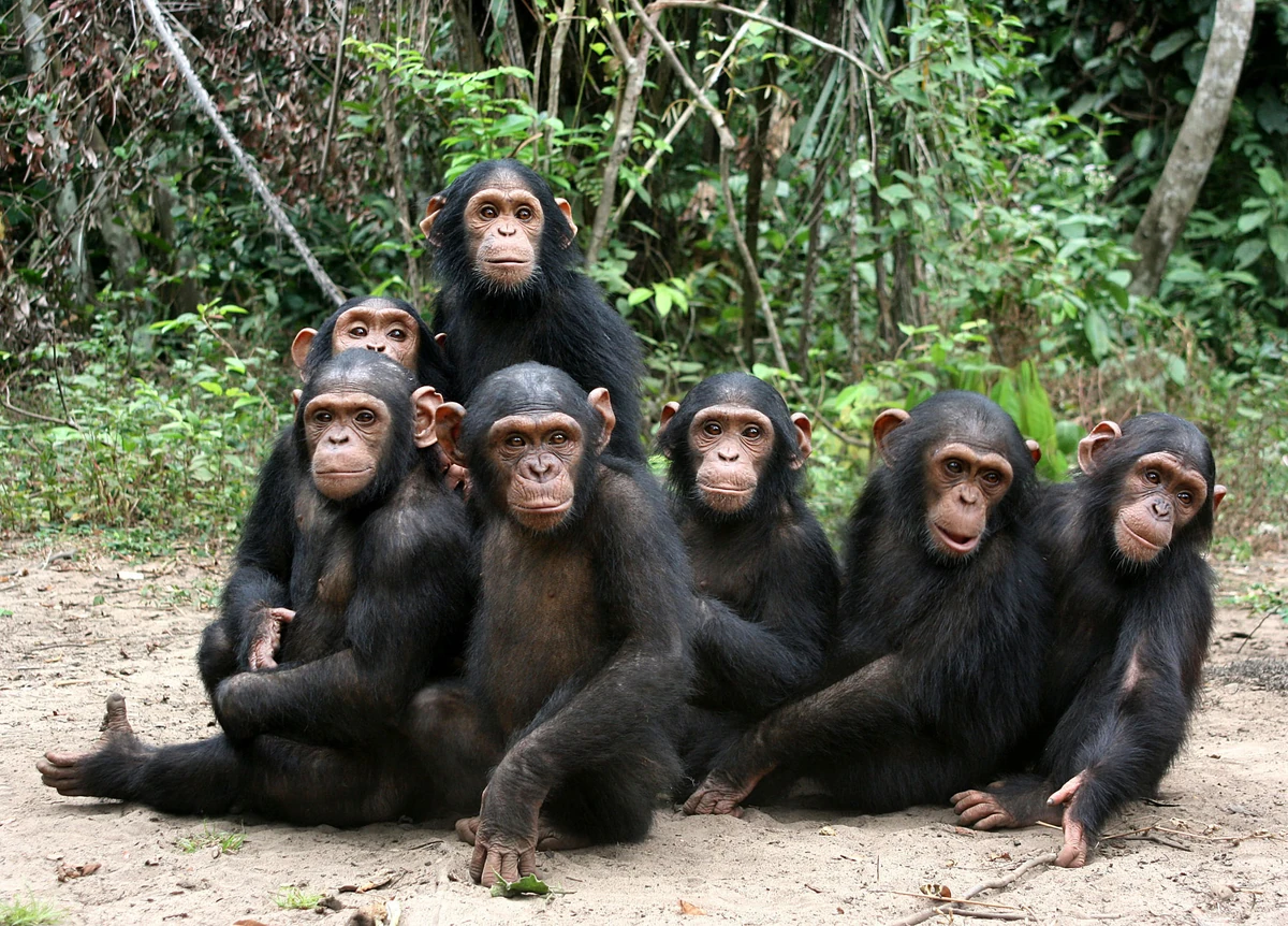 Common Chimpanzee | Creatures of the World Wikia | Fandom