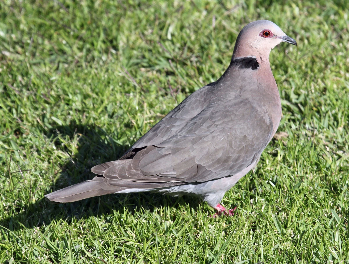 Red-Eyed Dove | Creatures of the World Wikia | Fandom