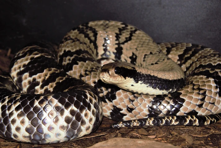 False Water Cobra | Creatures of the World Wikia | Fandom