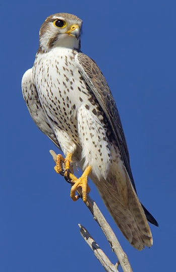 Prairie Falcon | Creatures of the World Wikia | Fandom