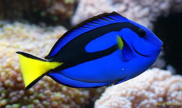 Blue Tang | Creatures of the World Wikia | Fandom