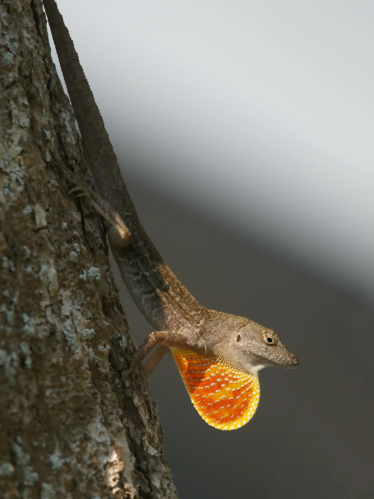 Brown Anole | Creatures of the World Wikia | Fandom