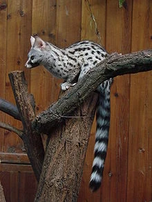 Genet | Creatures of the World Wikia | Fandom