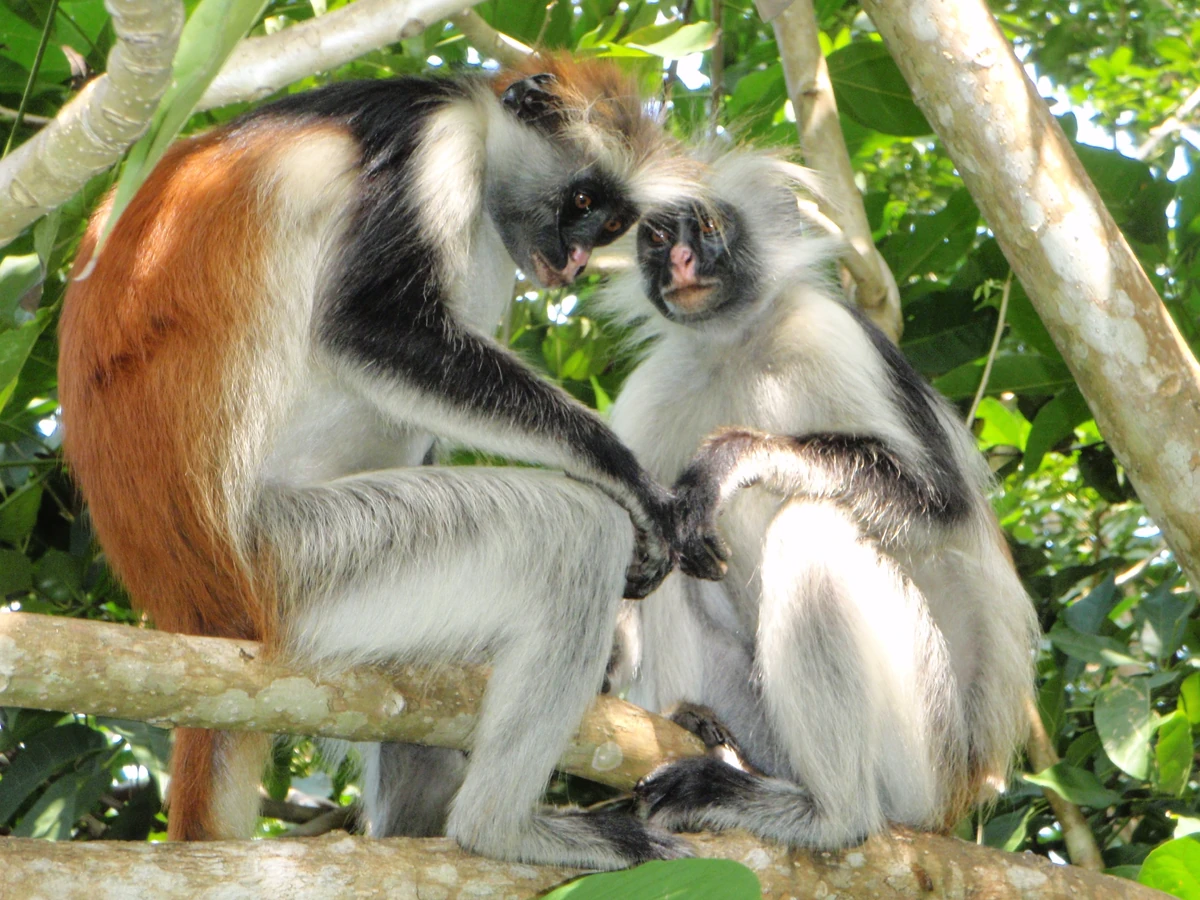 Red Colobus Monkey | Creatures of the World Wikia | Fandom