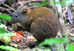 Musky Rat-Kangaroo | Creatures of the World Wikia | Fandom