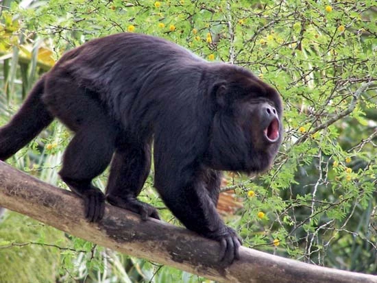 Howler Monkey | Creatures of the World Wikia | Fandom