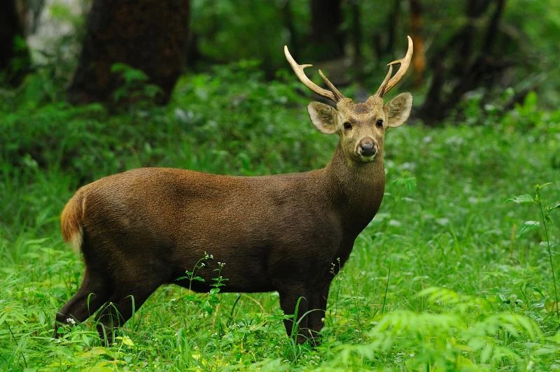 Hog Deer | Creatures of the World Wikia | Fandom