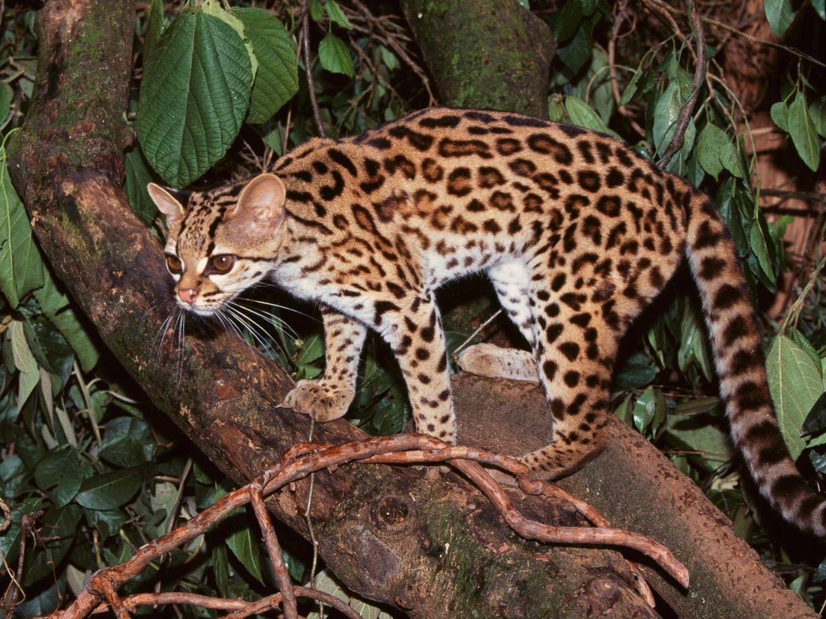 Margay | Creatures of the World Wikia | Fandom