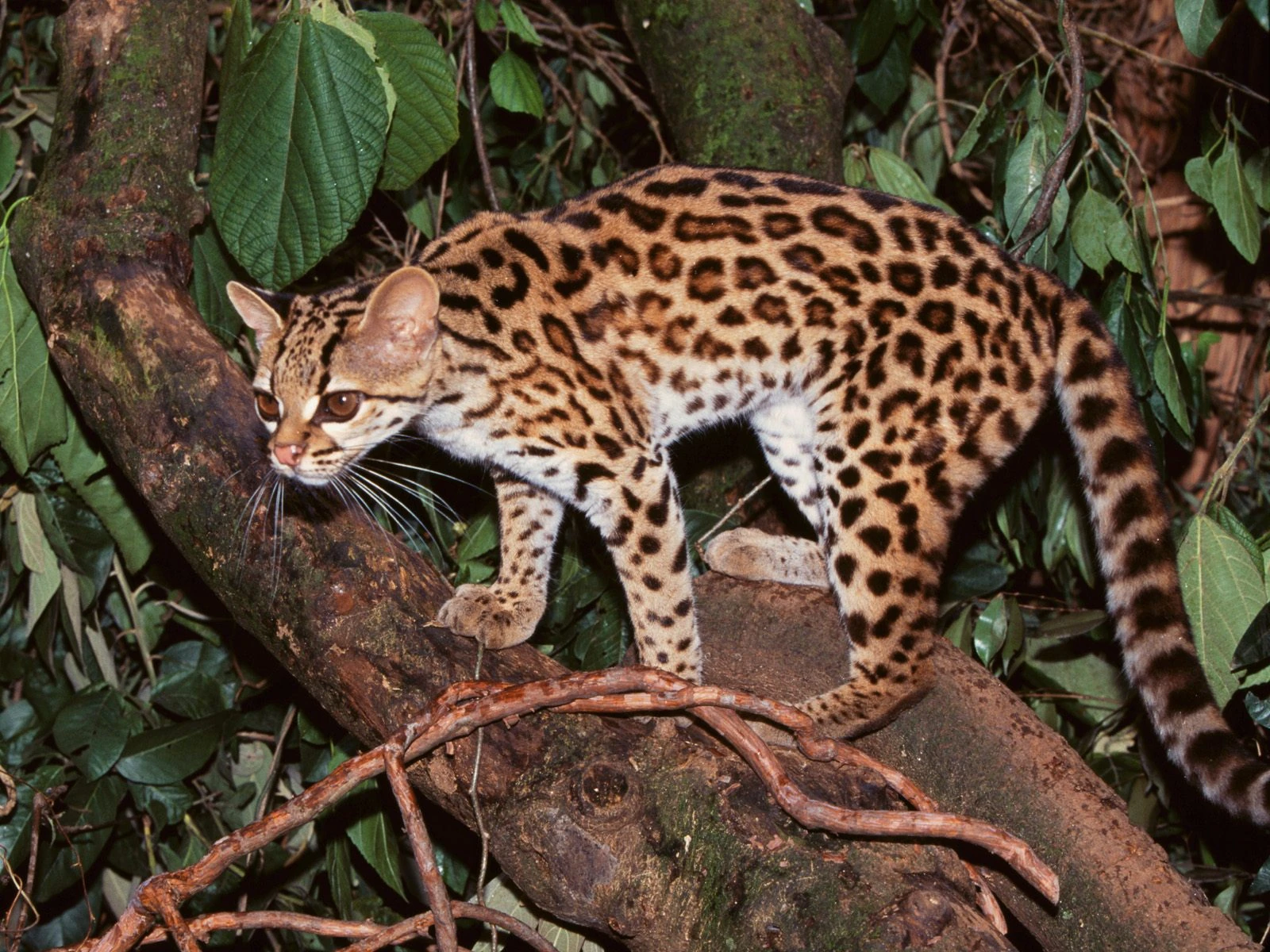 Margay Adult