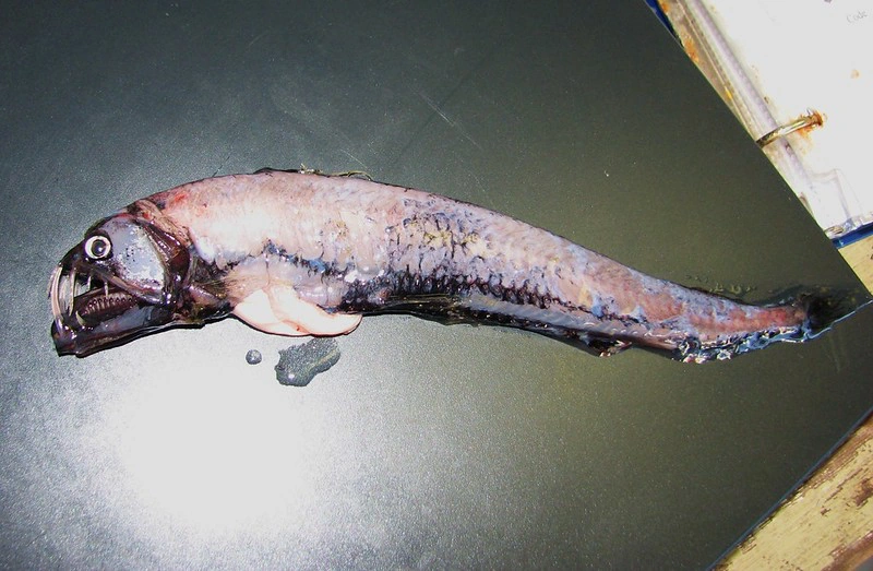 Viperfish | Creatures of the World Wikia | Fandom