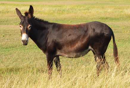 Mule | Creatures of the World Wikia | Fandom
