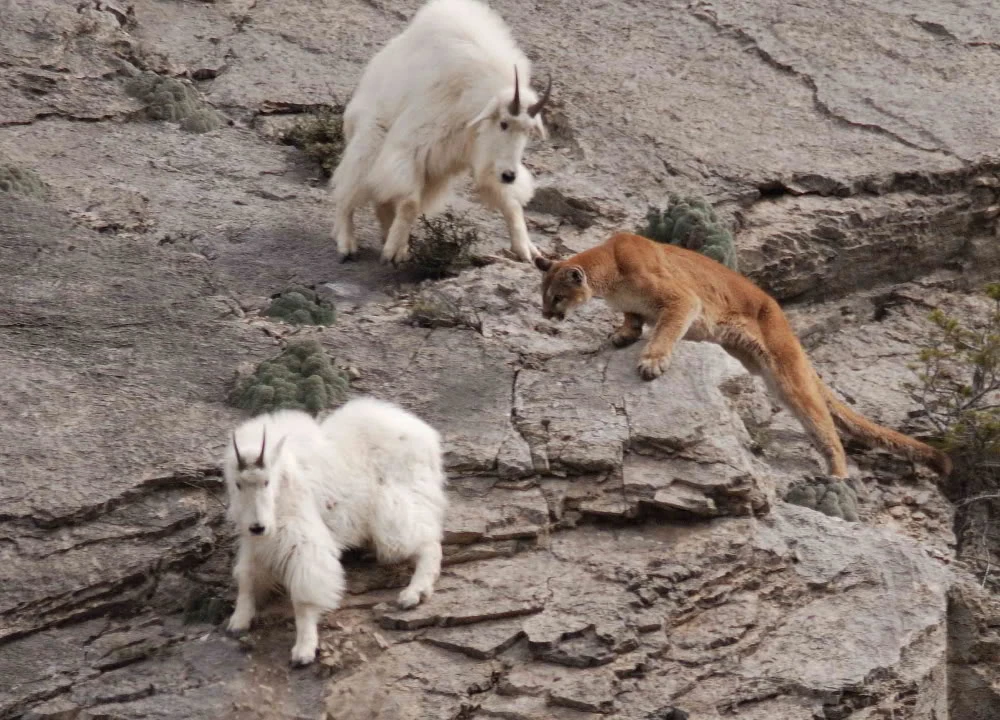 Mountain Goat | Creatures of the World Wikia | Fandom