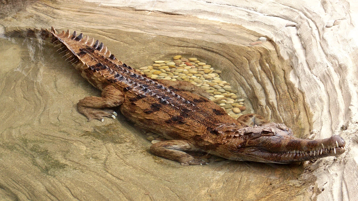 False Gharial | Creatures of the World Wikia | Fandom