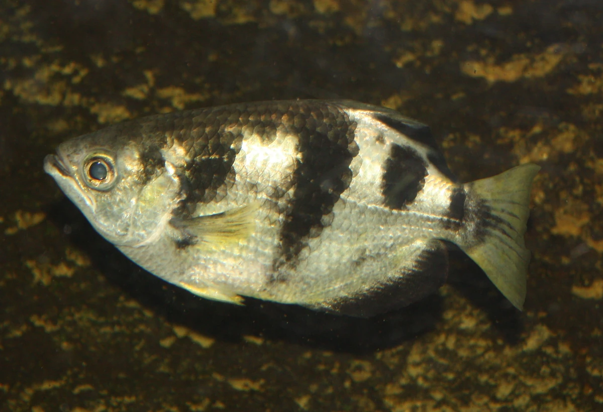 Archerfish | Creatures of the World Wikia | Fandom